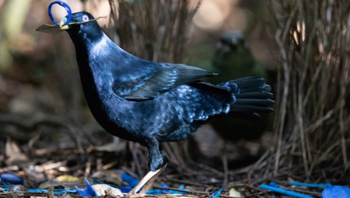 Types of Neurodiversity: Meet the 'Power Animals' Hiding in Your Workplace