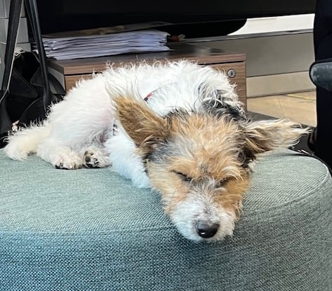 Should Your Company Welcome Dogs in the Workplace?