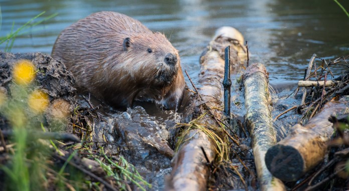 Types of Neurodiversity: Meet the 'Power Animals' Hiding in Your Workplace